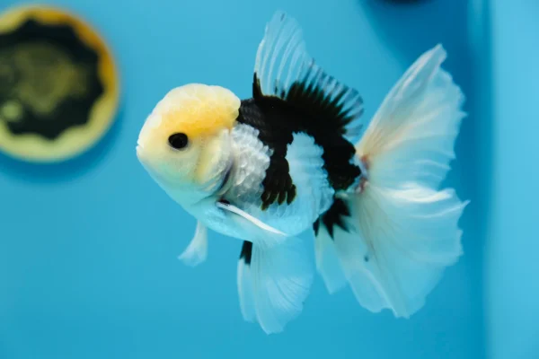 Panda goldfish 5cm - Wicus Se Vis Kamer