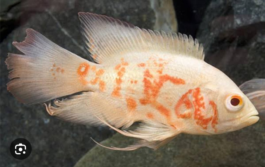 Longfin Albino Oscar Large - Wicus Se Vis Kamer
