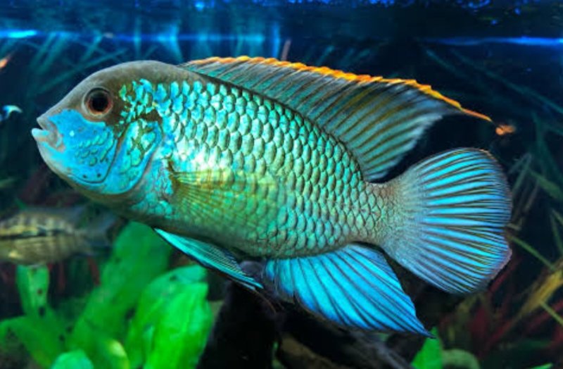 Electric Blue Acara Large - Wicus Se Vis Kamer