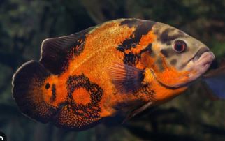 Red Tiger Oscars Small - Wicus Se Vis Kamer