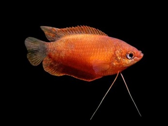 GOURAMI DWARF RED ROBIN - 3-4 CM - Wicus Se Vis Kamer