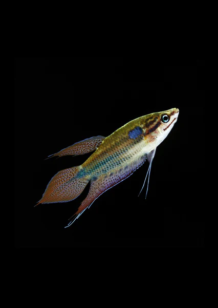 GOURAMI - CROAKING 40mm - Wicus Se Vis Kamer